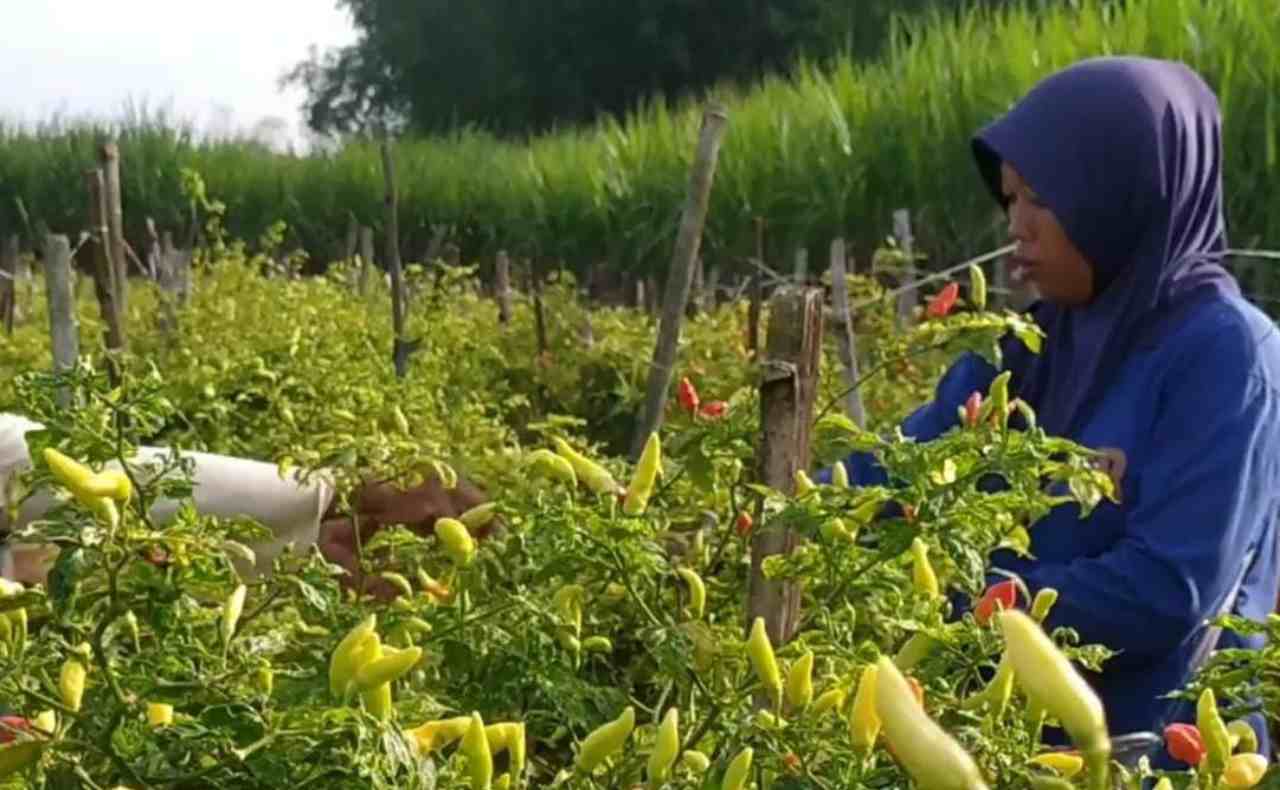 Harga Cabai di Jombang Tembus 50 Ribu Per Kilogram - Media Berita Bangsa