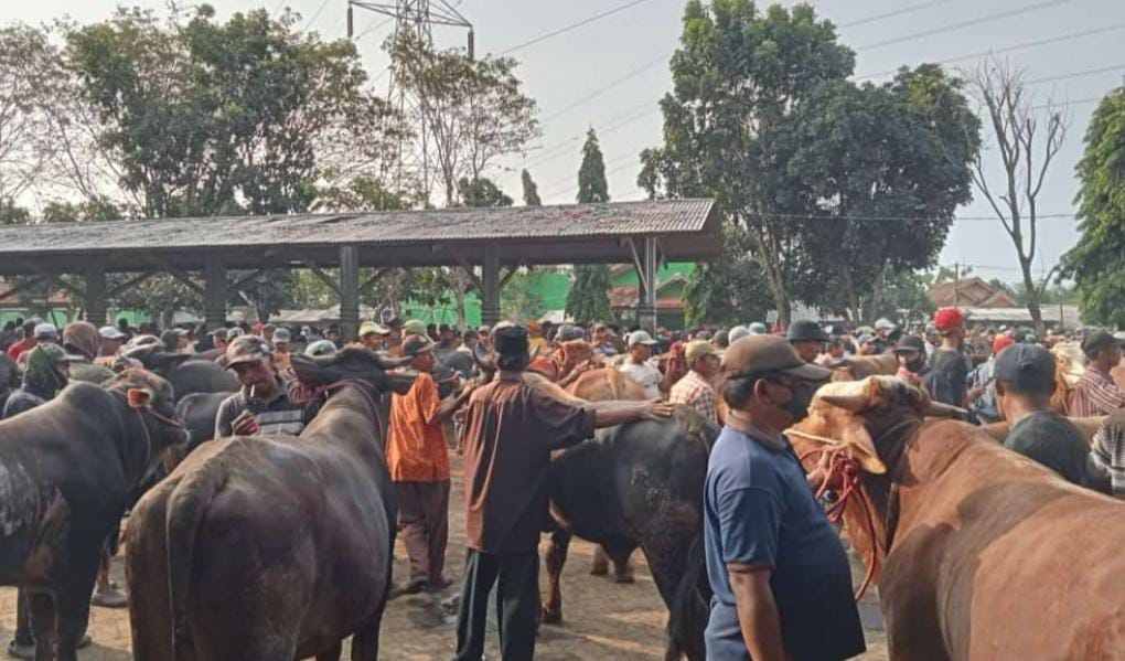 Jelang Idul Adha, Harga Sapi di Kota Probolinggo Naik 10-20 Persen - Media Berita Bangsa