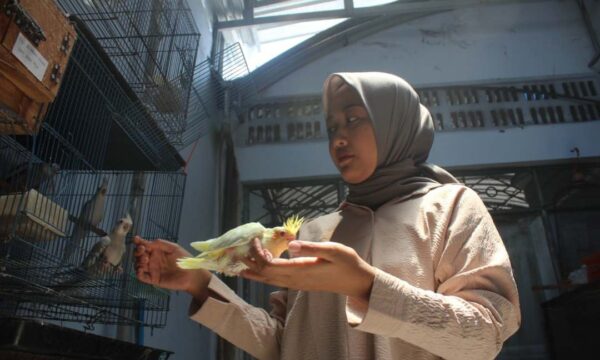 Cantiknya Cuan dari Budidaya Burung Parkit Australia di Jombang - Media ...