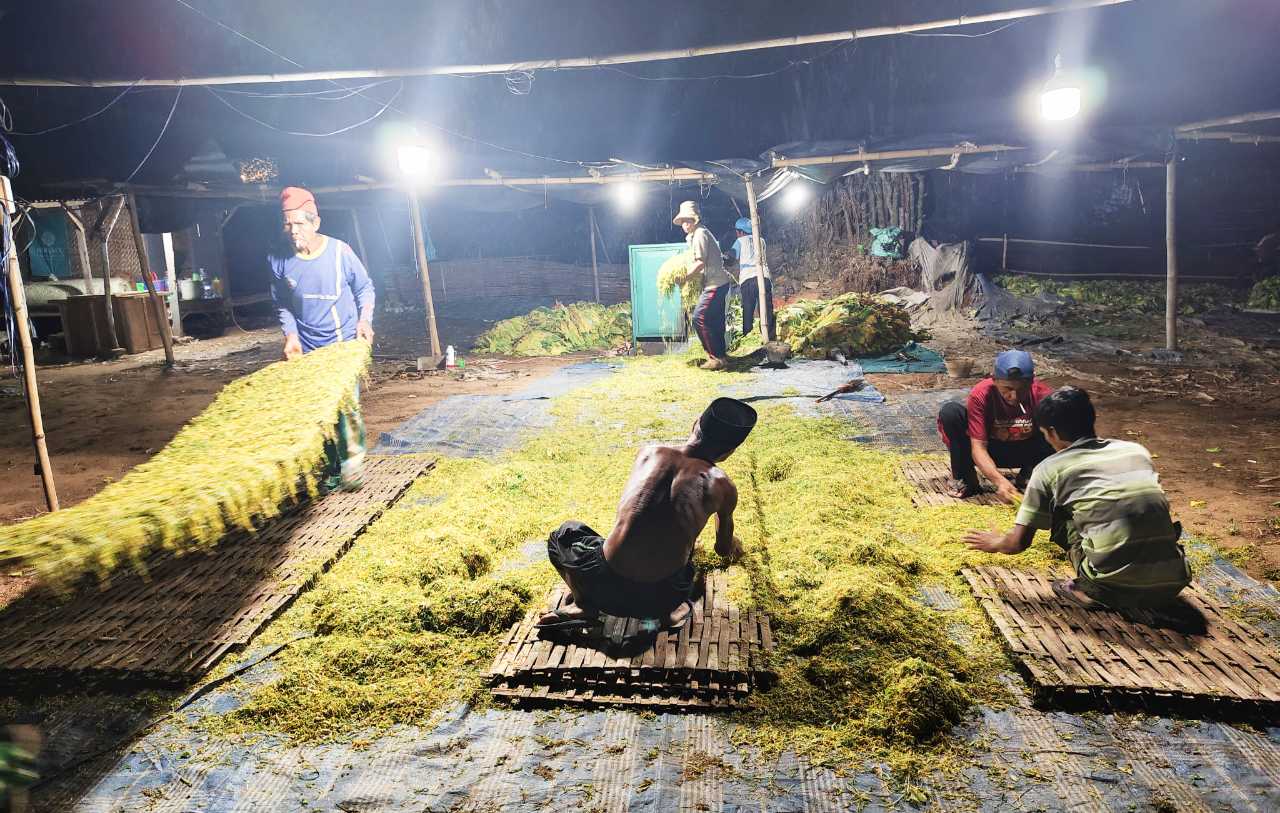 Panen Raya Tembakau Madura Diwarnai Penurunan Kualitas Akibat Cuaca ...